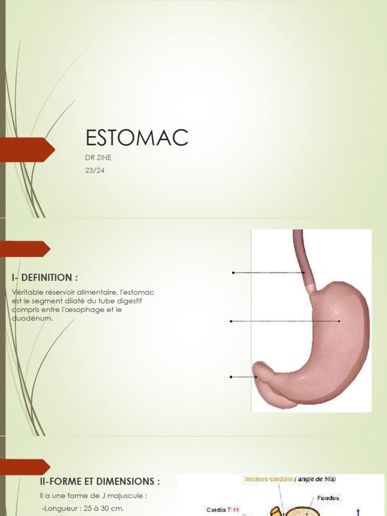 Anatomie et Fonction de l'Estomac | PDF | Estomac | Rate