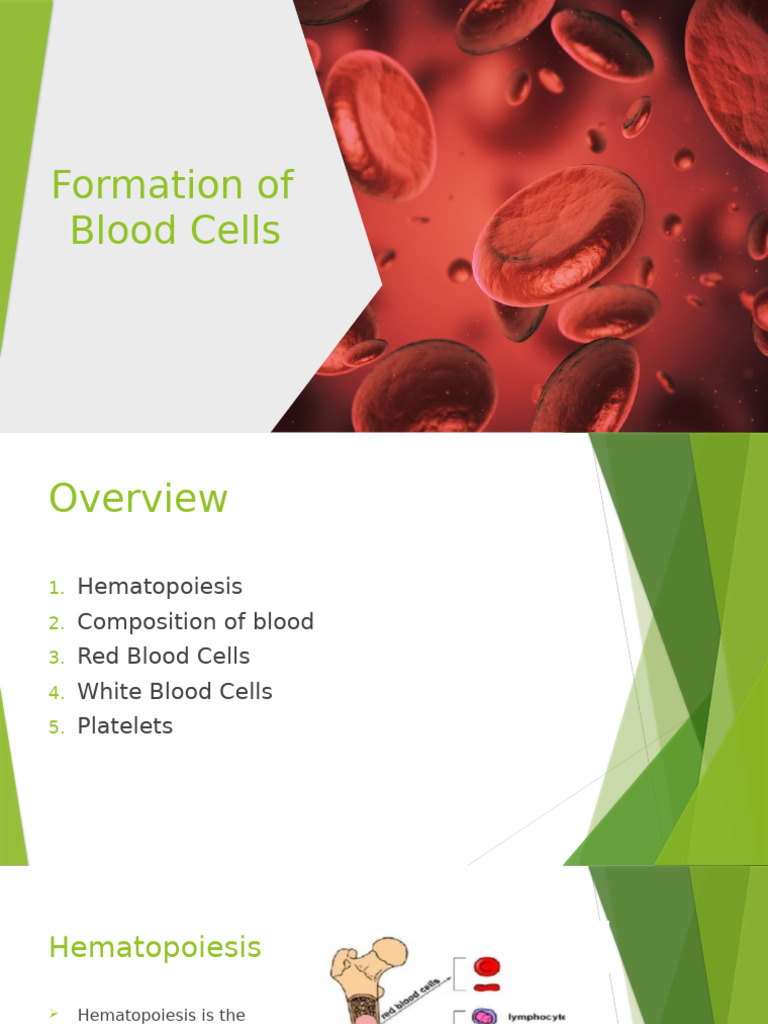 Understanding Blood Cell Formation | PDF