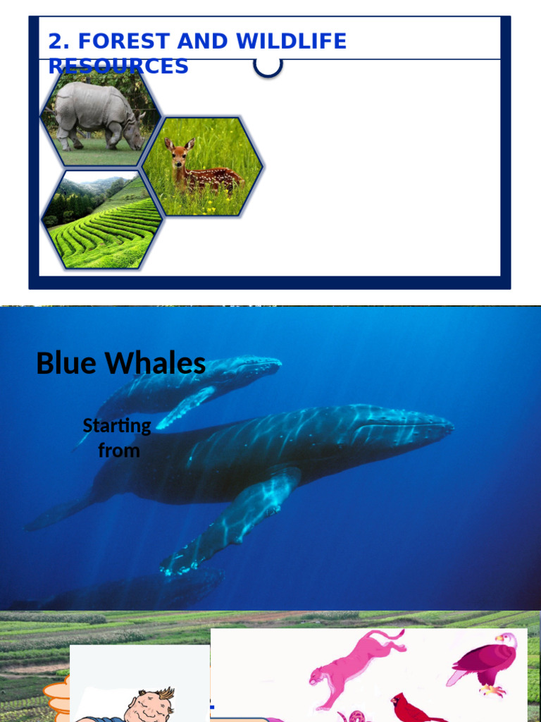 India's Biodiversity and Endangered Species | PDF | Biodiversity ...