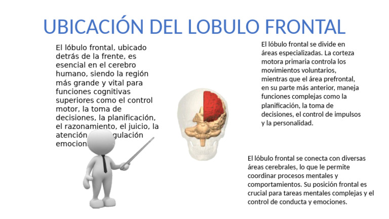 Ubicación y funciones del lóbulo frontal | PDF