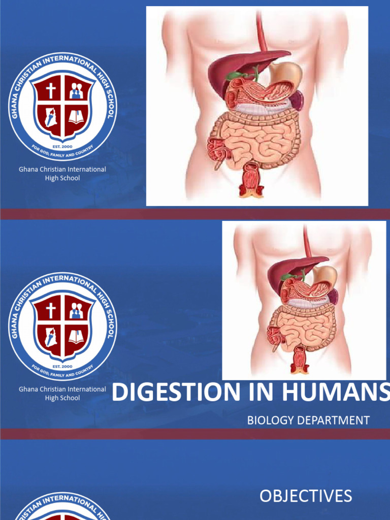NUTRITION 5' | PDF | Digestion | Stomach