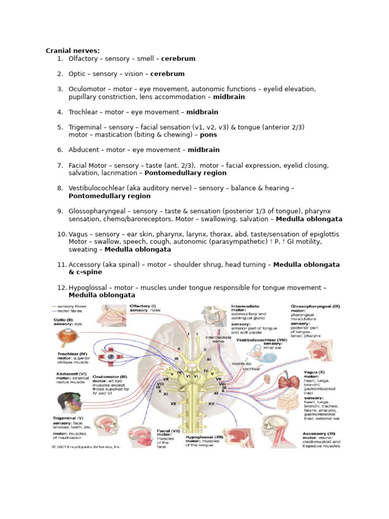 Cranial nerves | PDF