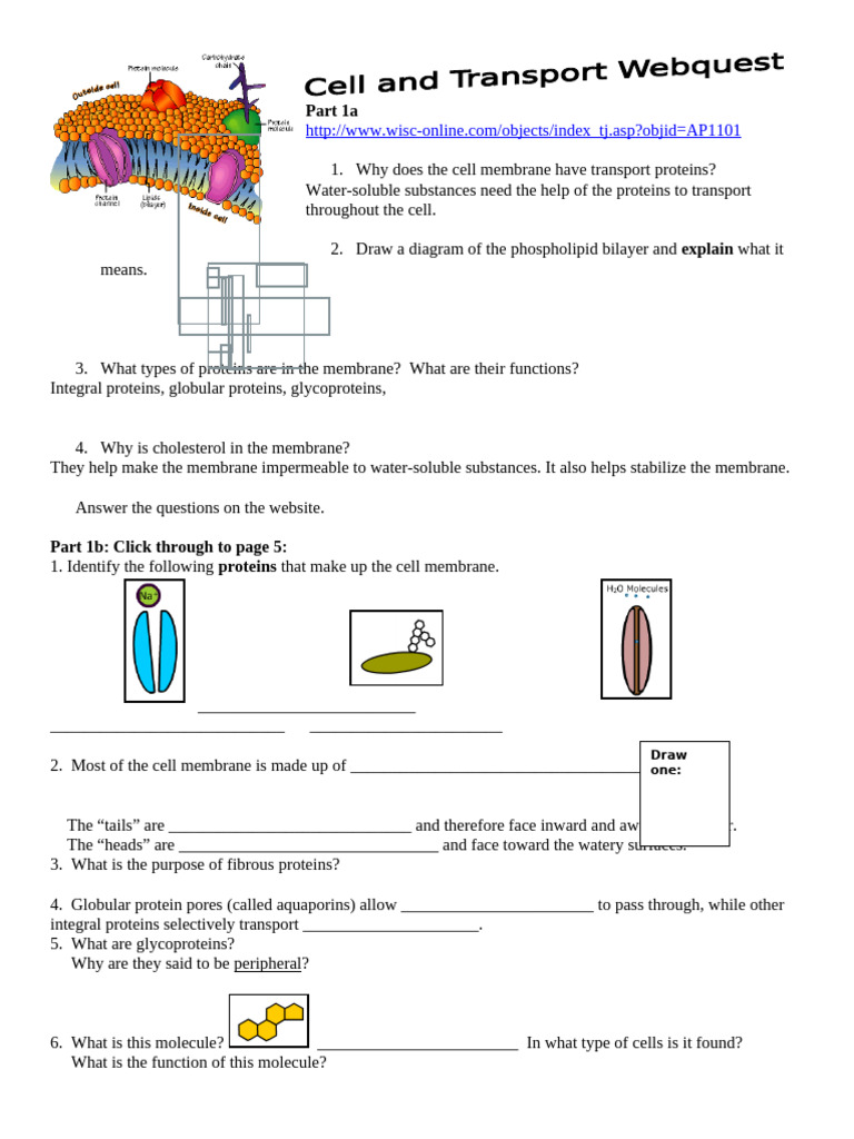 osmosis webquest | PDF | Cell Membrane | Biochemistry