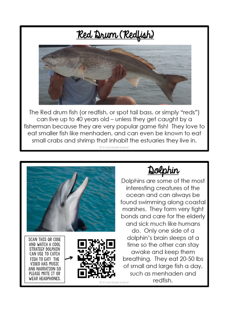 Food Web Stations | PDF | Phytoplankton