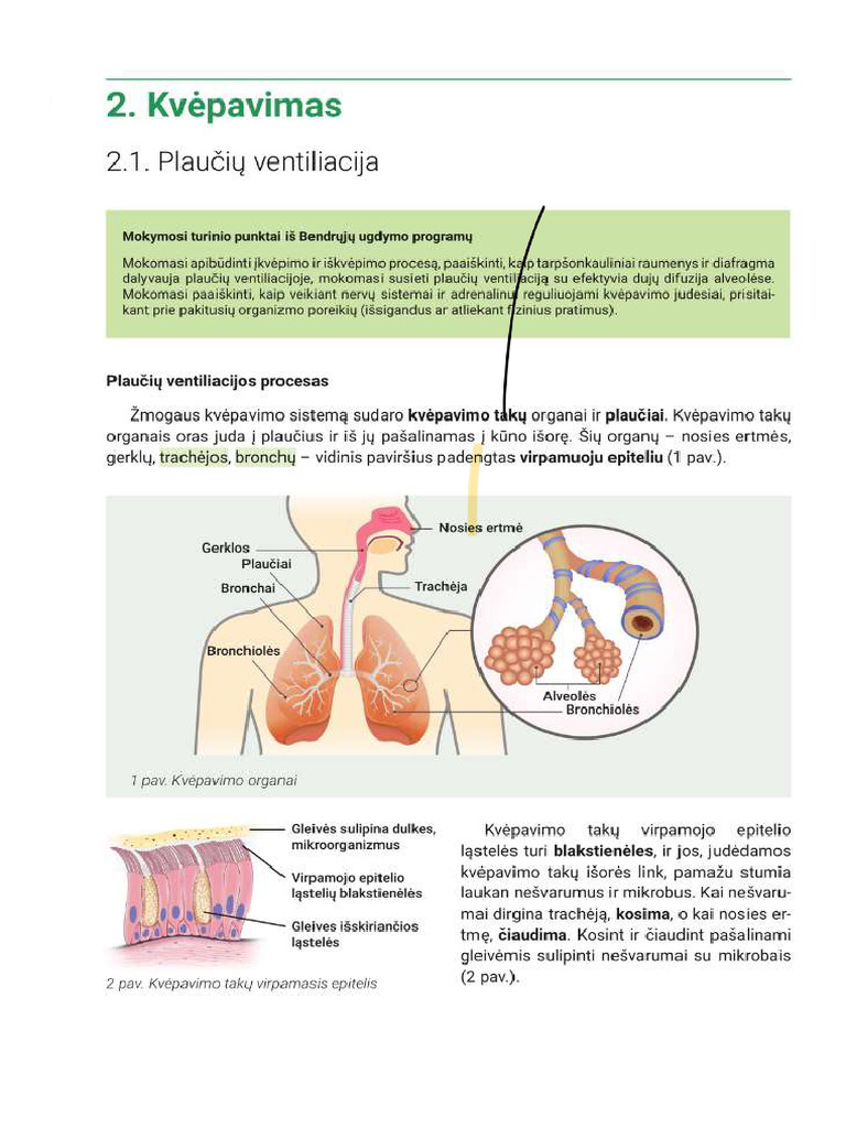 Duju Apykaita Plauciuose Konspektas | PDF