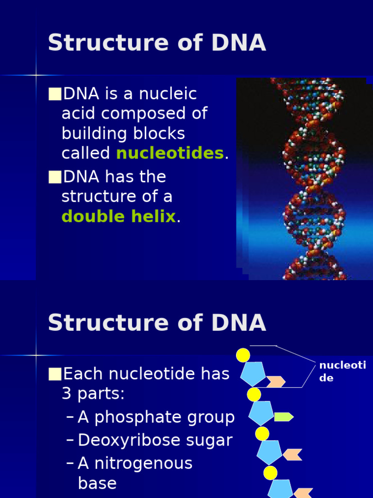 Notes Dna And Protein Synthesis Structure Of Dna Cp1 Pdf