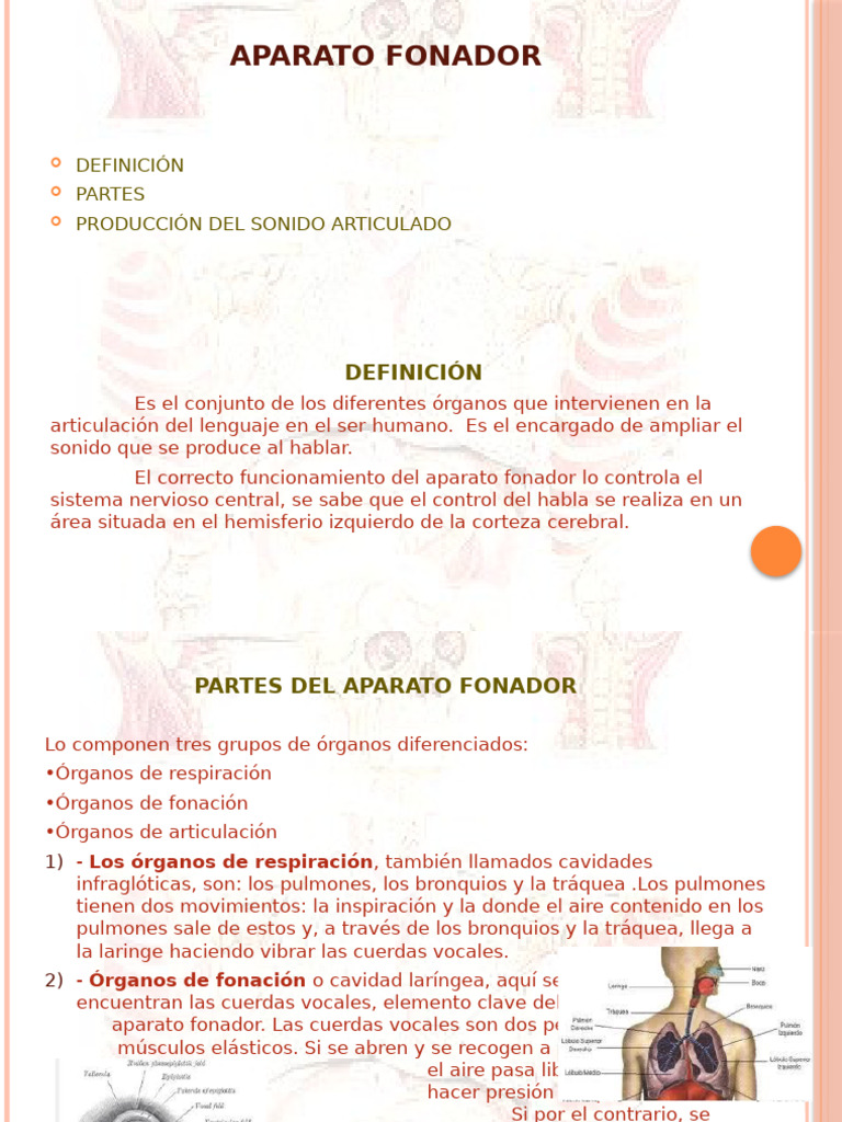 AP Respiratorio y Fonación | PDF | Laringe | Tos