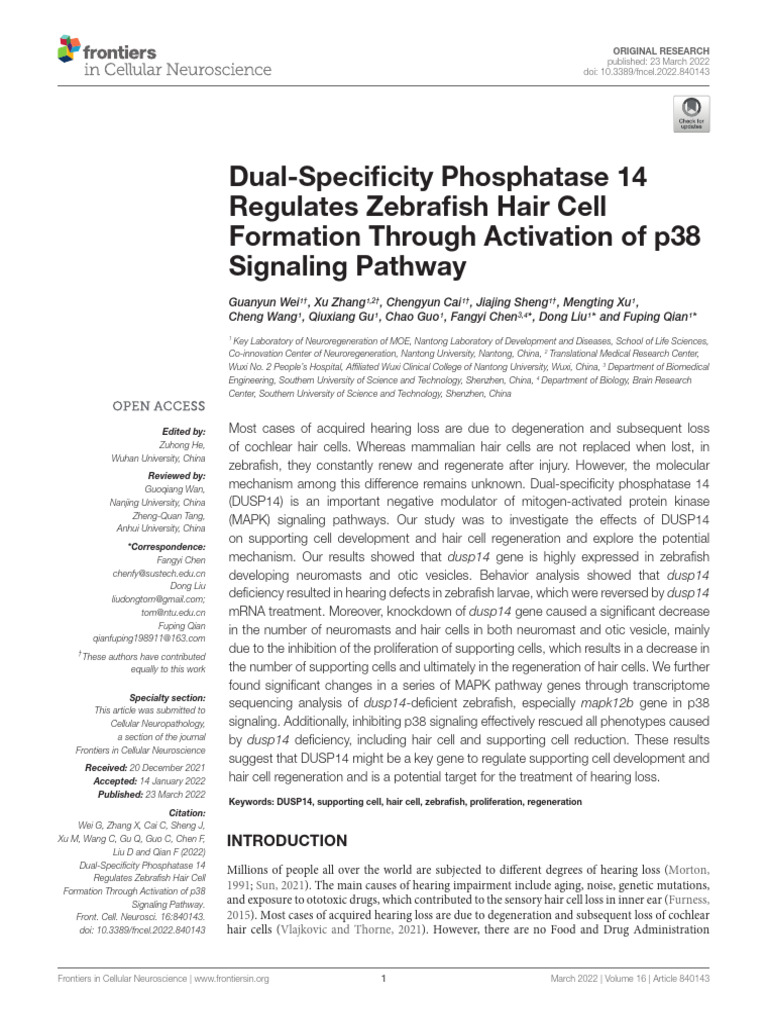 Dual-Specificity Phosphatase 14 Regulates Zebrafish Hair Cell Formation ...