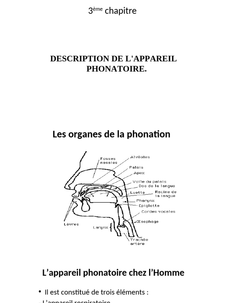Description de l'appareil phonatoire | PDF