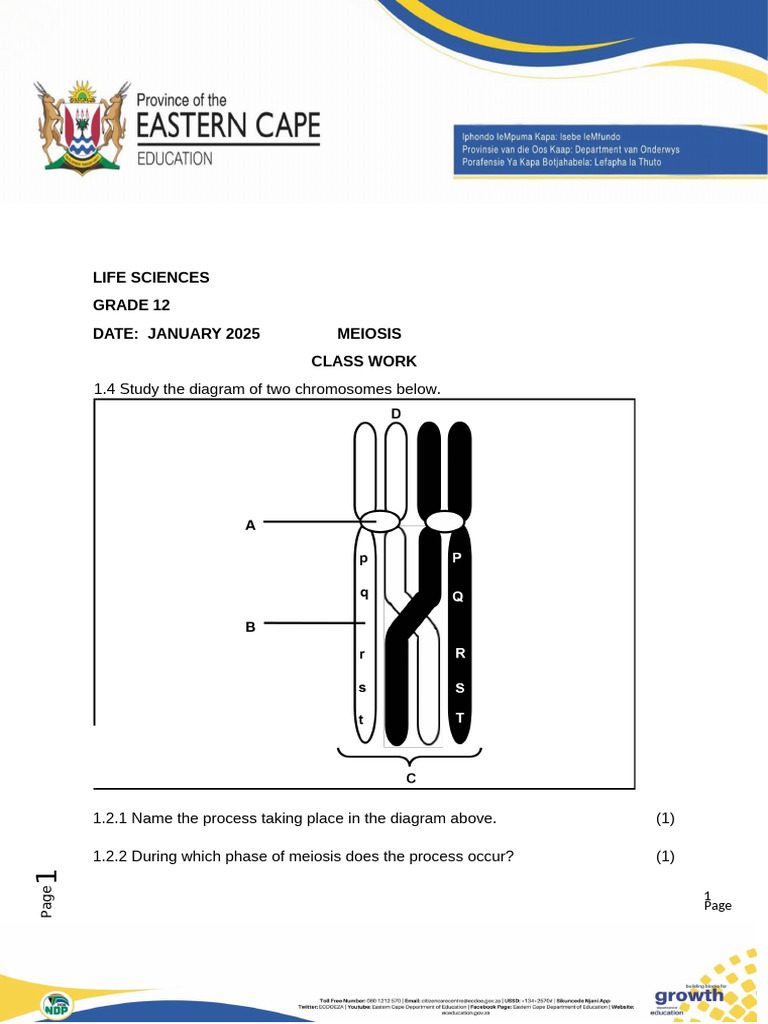Meiosis Clas Activities 2 | PDF | Meiosis | Chromosome