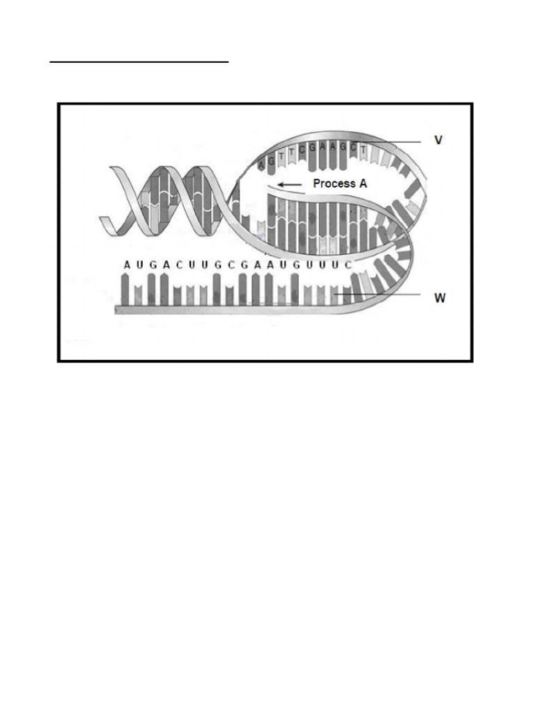 Protein Synthesis Process and Questions | PDF | Translation (Biology ...