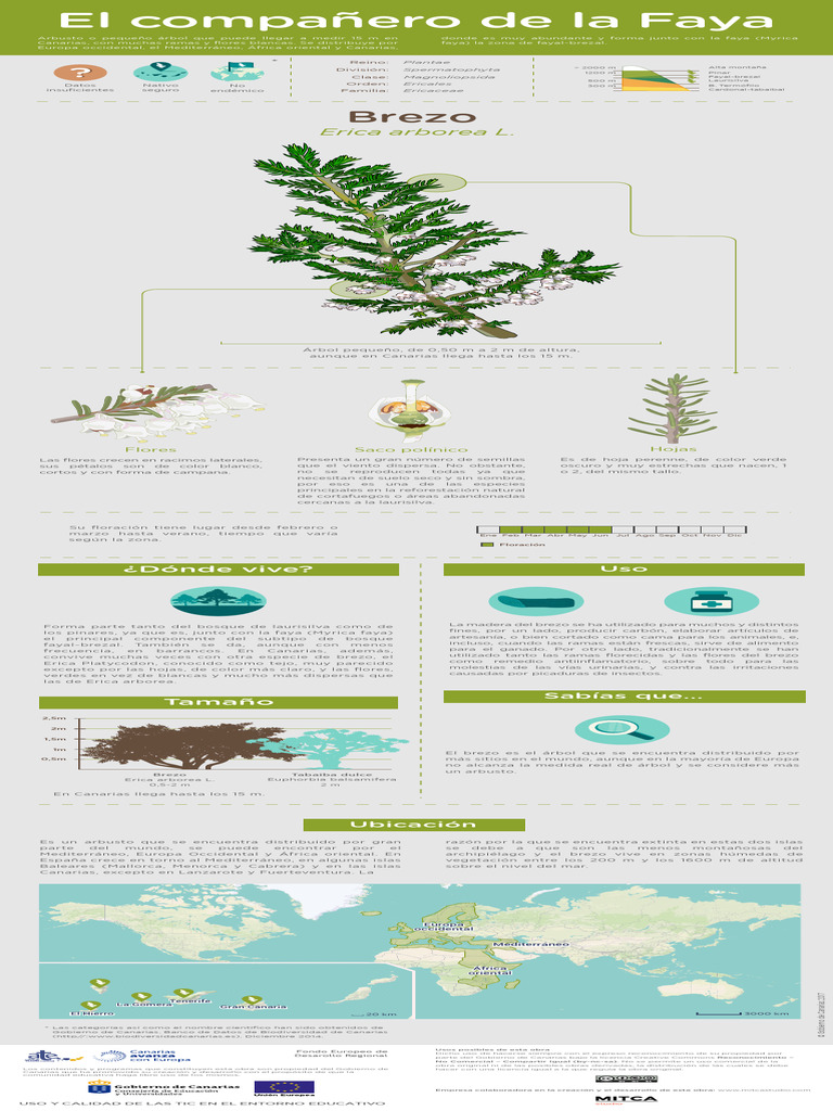 Brezo: Árbol Versátil de Canarias | PDF | Plantas | Botánica