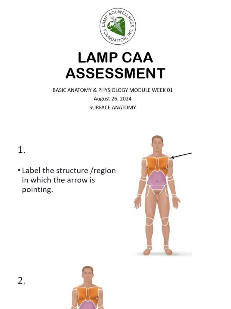 ASSESSMENT-WEEK-4 | PDF | Neck | Arm