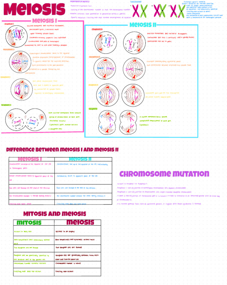Meiosis Cheat Sheet | PDF | Meiosis | Chromosome