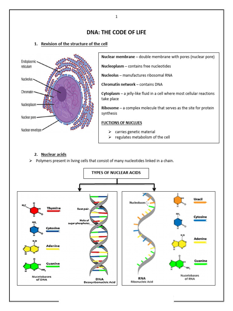 DNA Structure and Function Overview | PDF | Dna | Translation (Biology)