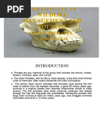 Primate Taxonomy and Classification Chart | PDF | Monkey | Ape