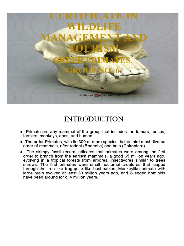 Wildlife Management: Understanding Primates | PDF | Monkey | Primate ...