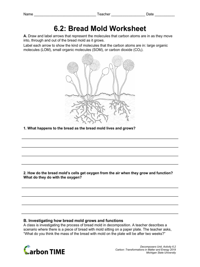 Bread Mold Growth and Decomposition Worksheet | PDF | Molecules ...