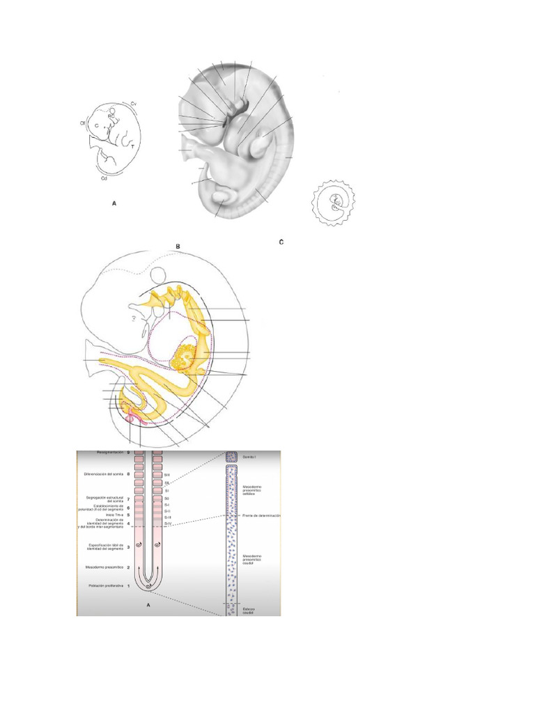 IMAGENES EMBRIO 2DO 22 | PDF