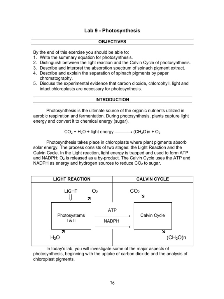 BI-201 Lab 9 Photosynthesis | PDF | Photosynthesis | Chloroplast