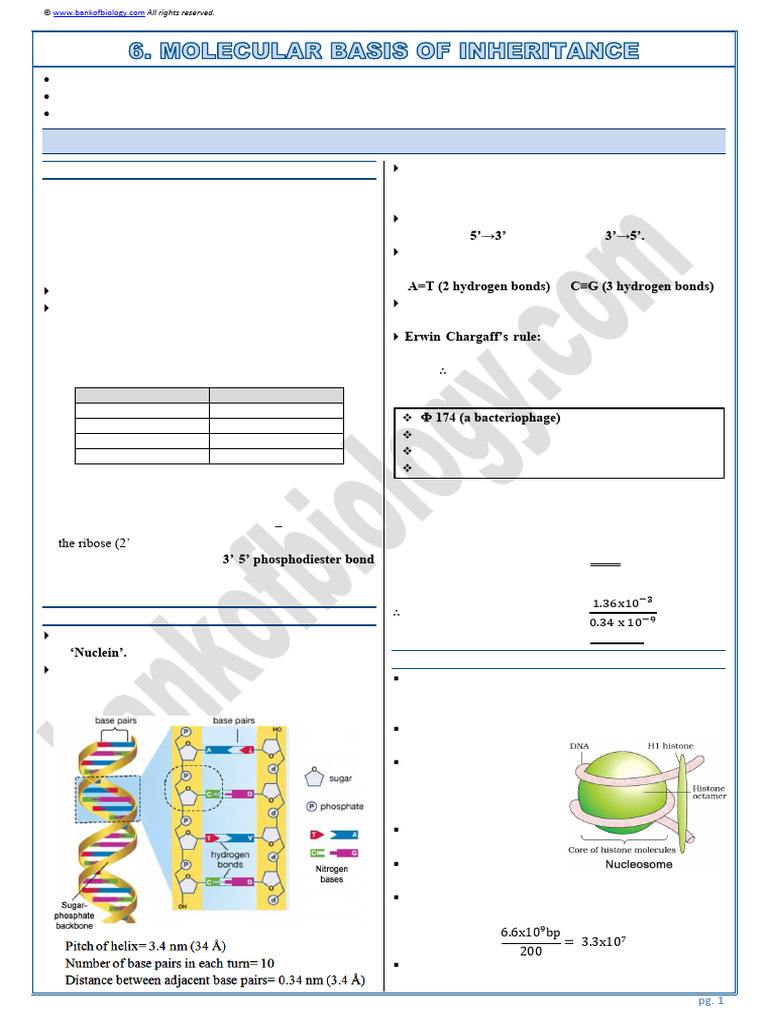 6 molecular basis of inheritance-sample notes | PDF | Nucleotides | Dna