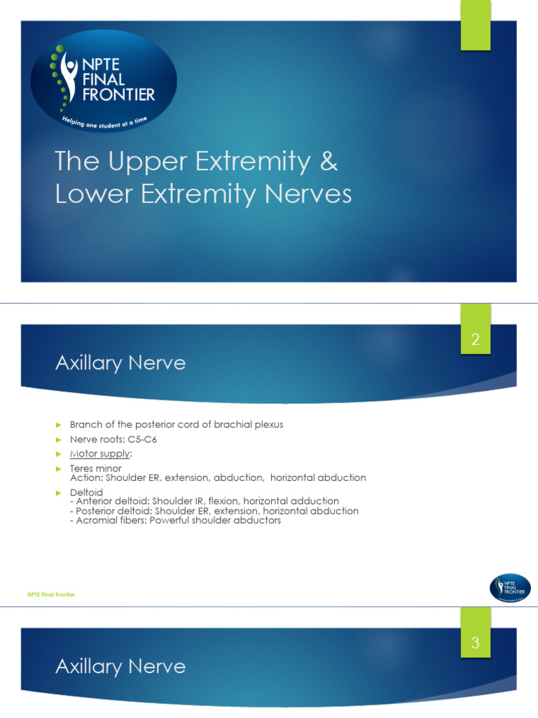 Npteff Ue and Le Nerves | PDF | Thumb | Human Leg