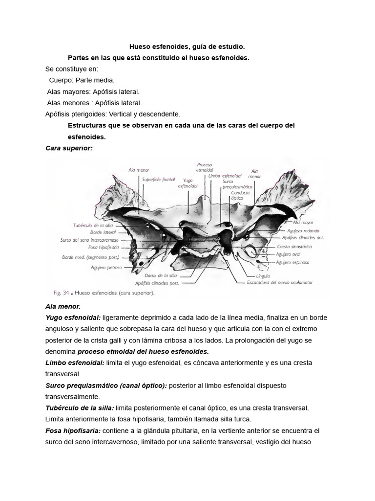 Guía del Hueso Esfenoides: Estructuras y Funciones | PDF | Sistema ...