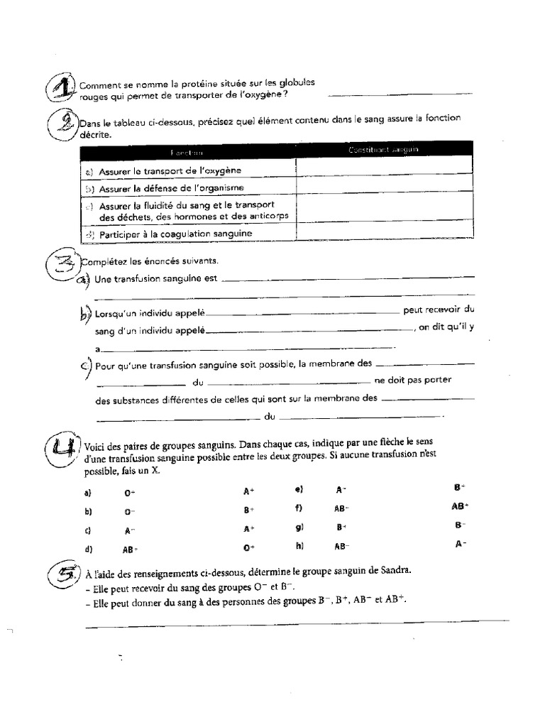 Groupes Sanguins | PDF
