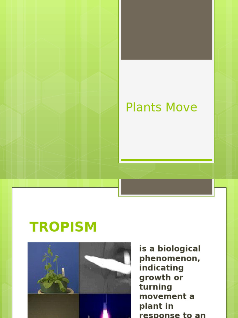 Plant Tropisms 2011 | PDF | Plants | Botany