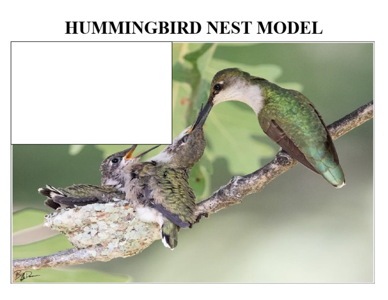 Humming Bird Nest Model.. | PDF
