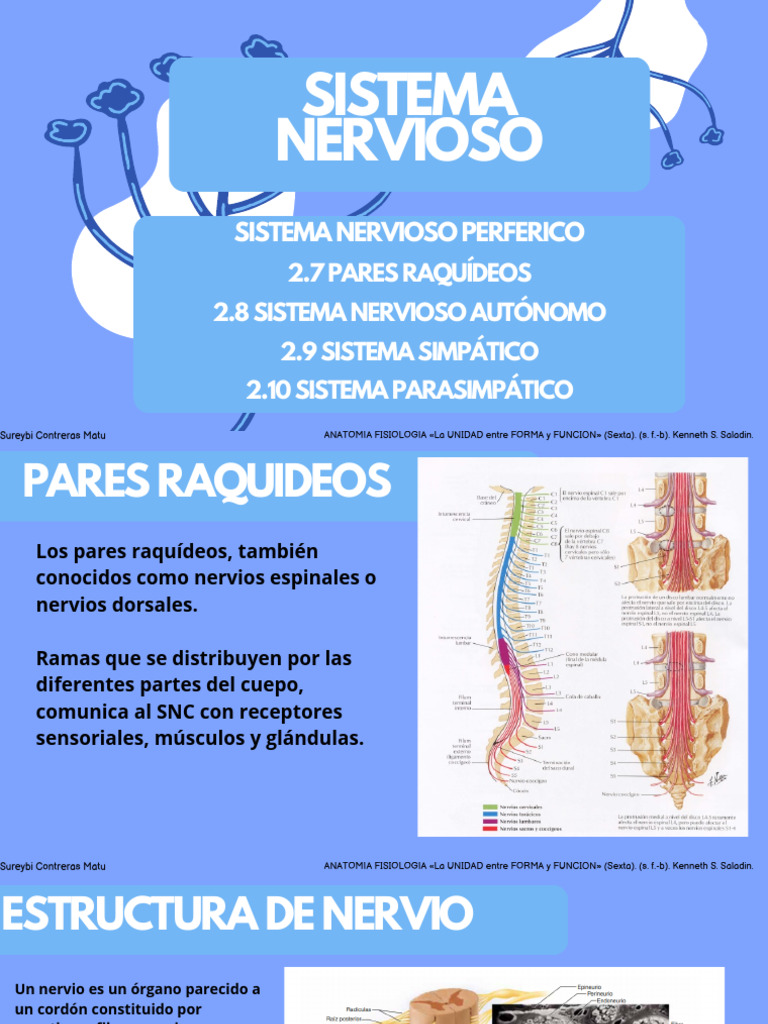 Sistema Nervioso Periferico | PDF | Acetilcolina | Anatomía humana