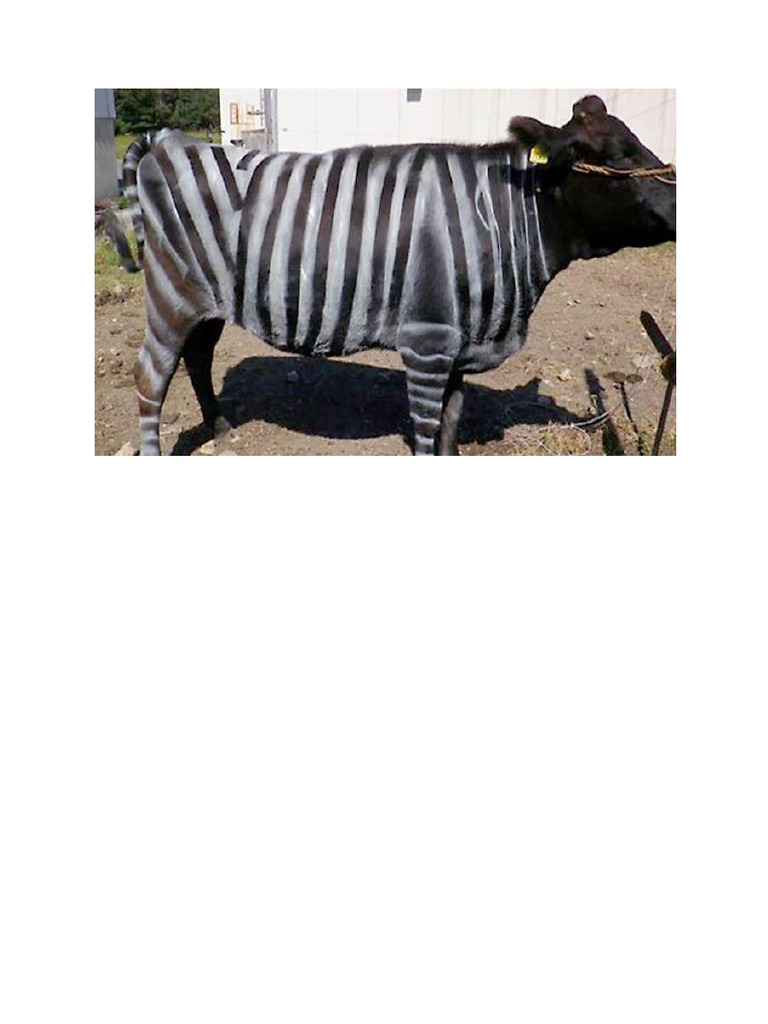 Vaca 4 | PDF