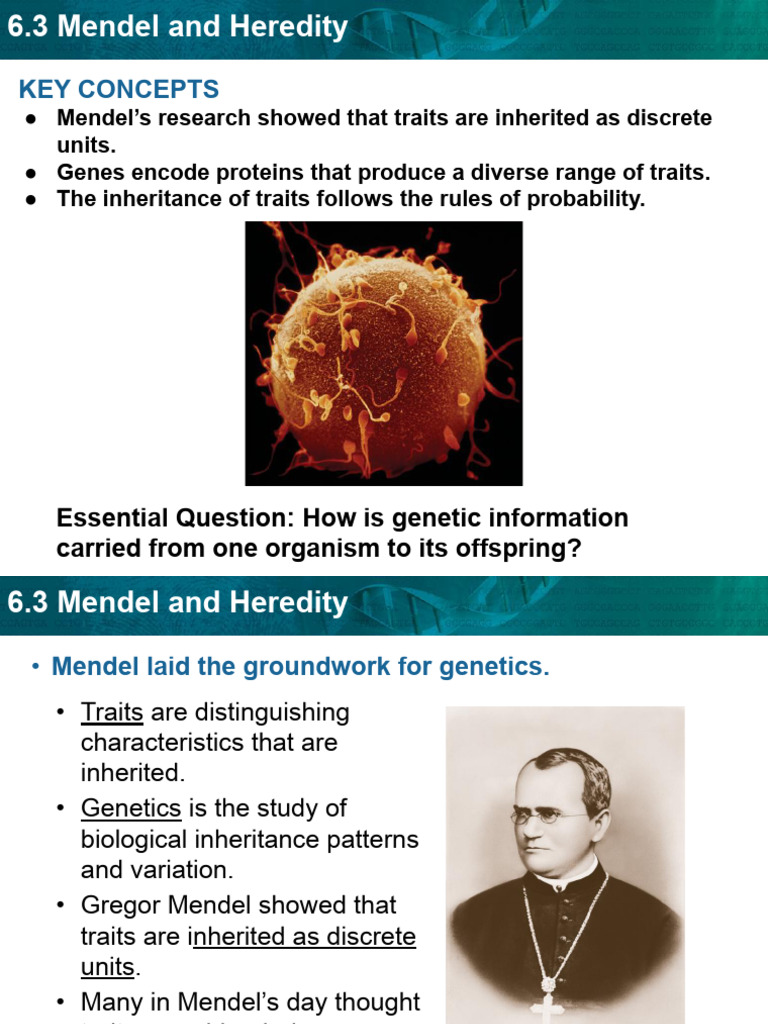Copy of Mendel and Punnett Squares | PDF | Genotype | Dominance (Genetics)