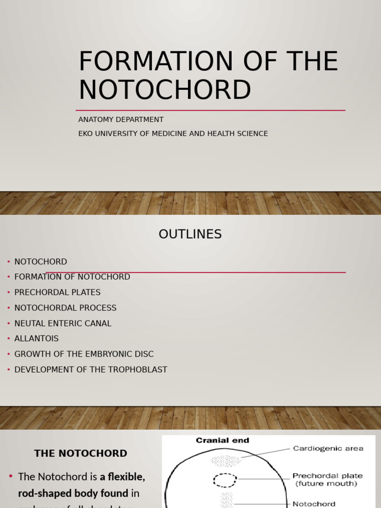 Notochord Formation and Development Overview | PDF | Anatomy | Developmental Biology