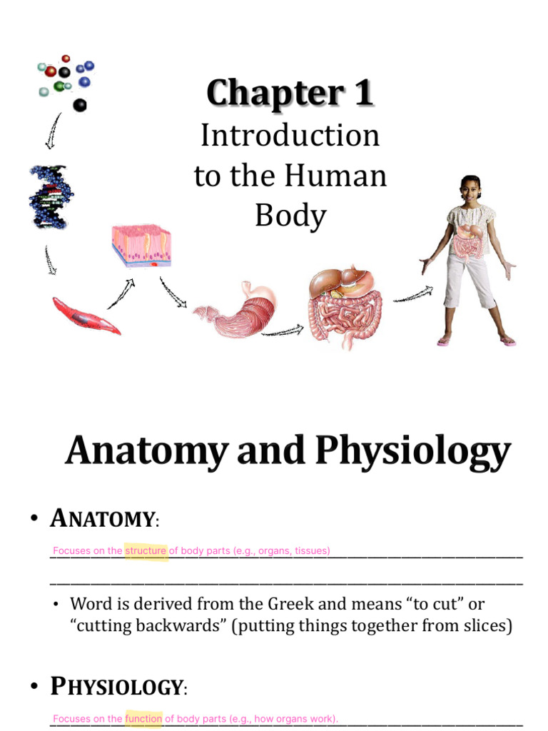 Midterm 1 Anatomy - Year 1 | PDF | Epithelium | Cell Membrane