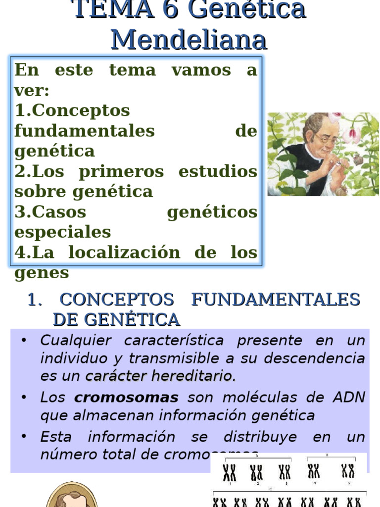 GENÉTICA MENDELIANA_dd7b0e76bafd74a58f915b952c5b19ca | PDF | Dominancia (Genética) | Alelo