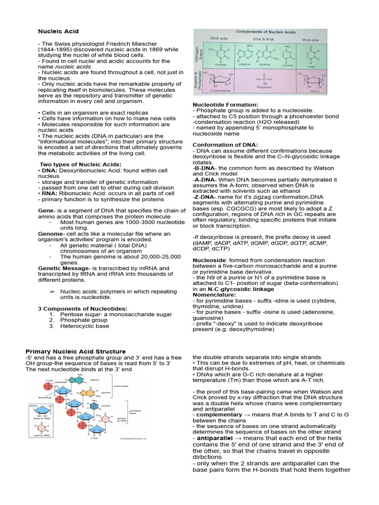 Biolec Nucleic Acid | PDF | Dna | Nucleic Acids