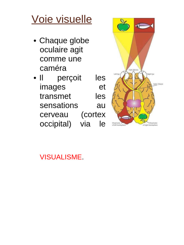 Anatomie de la voie visuelle humaine | PDF | Rétine | Neuroscience