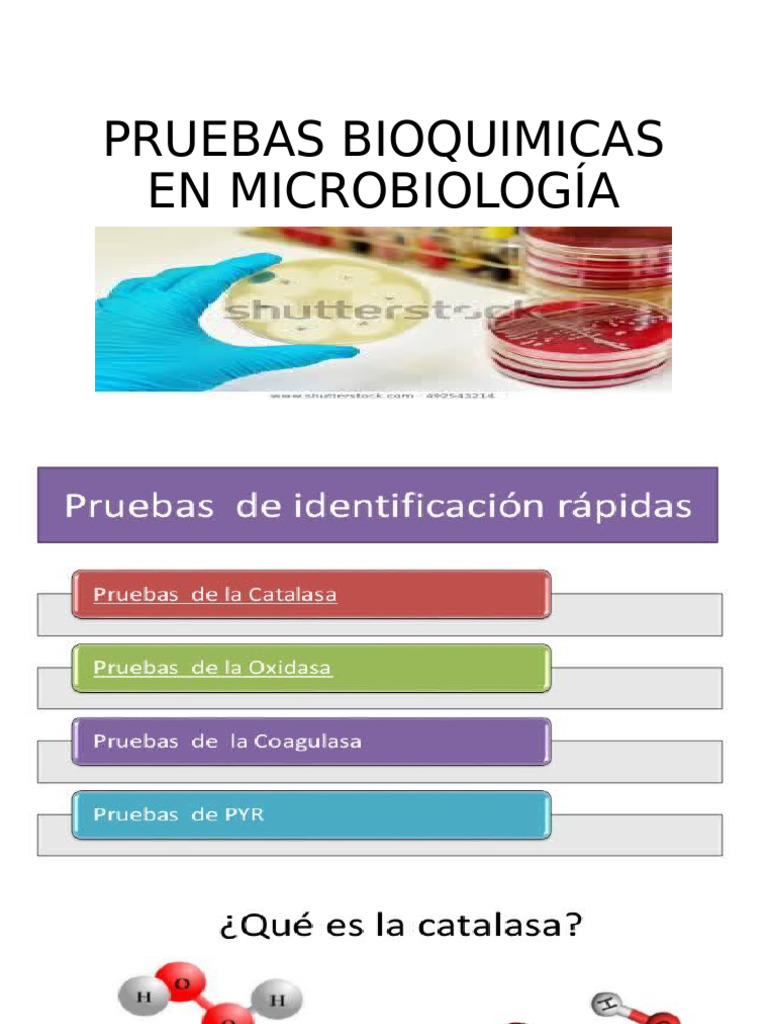 Pruebas Bioquimicas en Microbiología | PDF