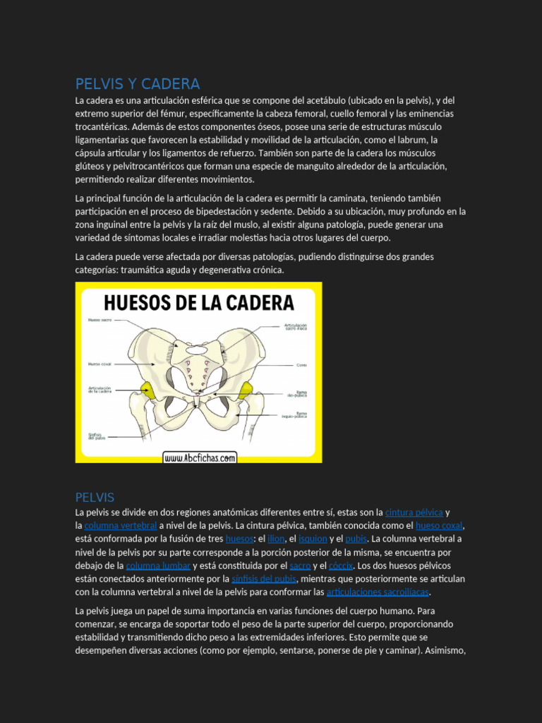 Anatomía de la Pelvis y Cadera | PDF | Articulación | Pelvis