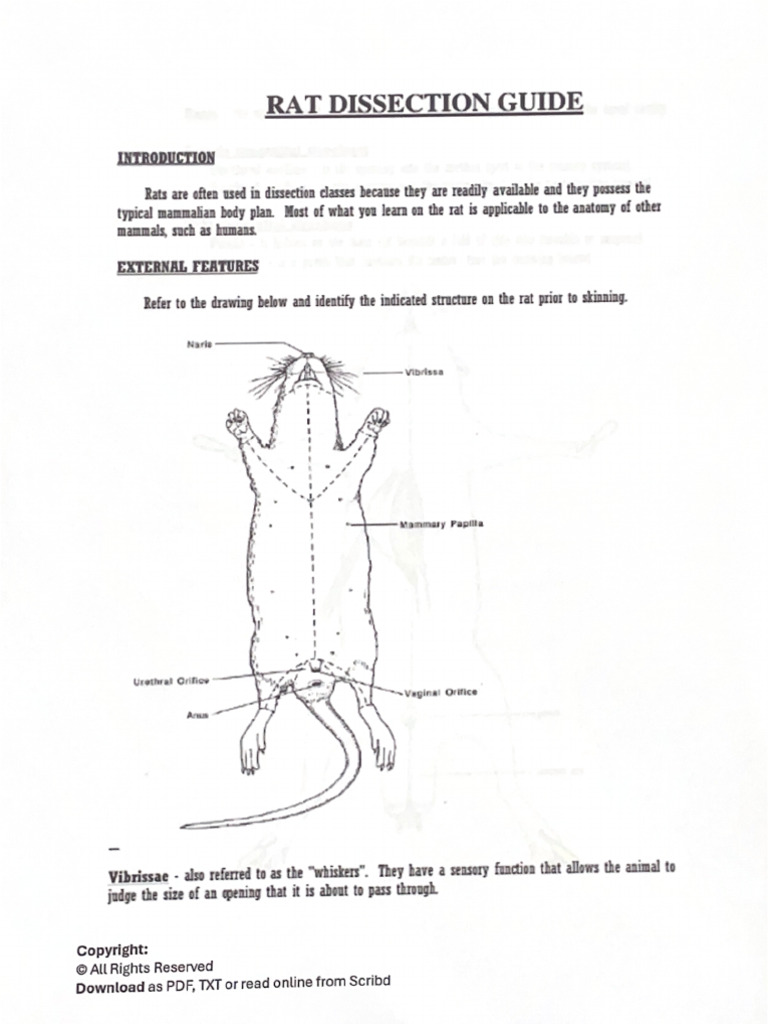 Rat Dissection Guide | PDF