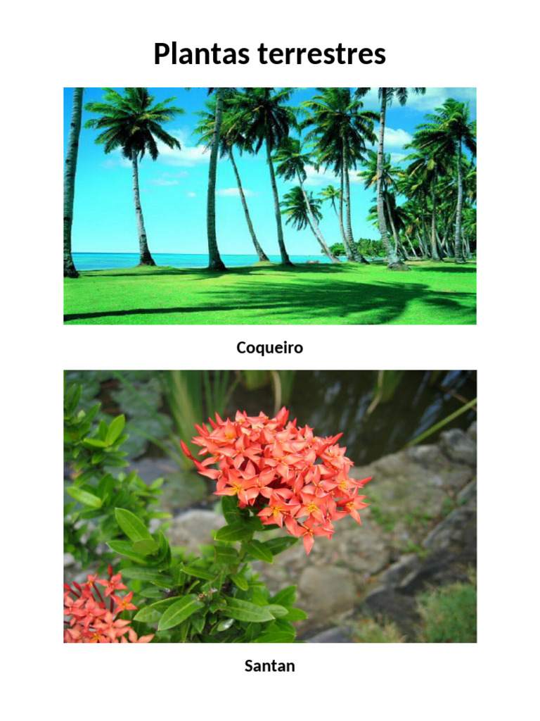 Plantas Terrestres | PDF