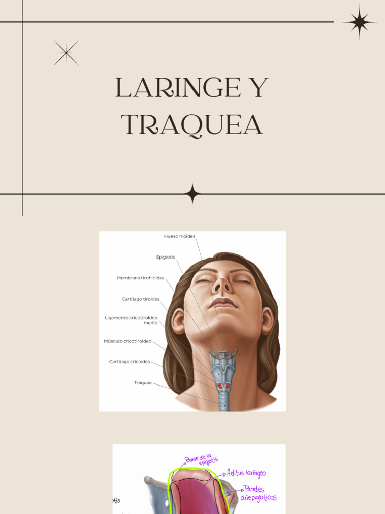 Anatomía de Laringe y Tráquea | PDF
