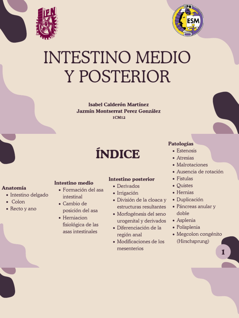 Intestino Medio y Posterior - 20250110 - 192520 - 0000 | PDF ...