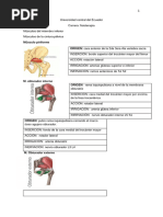 Anatomía de los músculos del muslo | PDF | Rodilla | Anatomía del ...