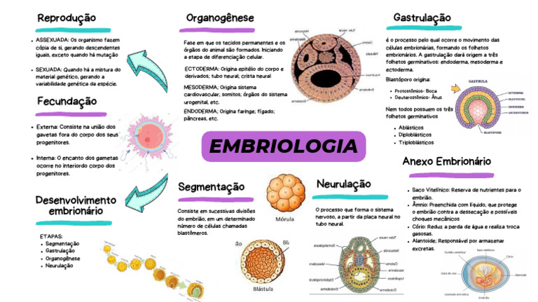 Fases da Embriologia e Reproduções | PDF | Anatomia | Biologia