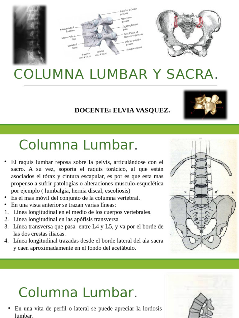 Anatomía de la Columna Sacra y Lumbar | PDF | La columna vertebral ...