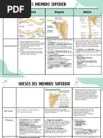 Surco Intertubercular del Húmero | PDF | Articulaciones | Anatomía humana