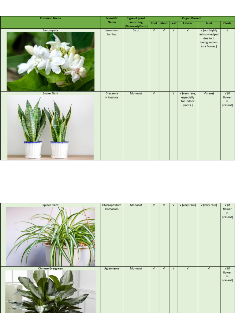 plants | PDF | Plant Stem | Leaf
