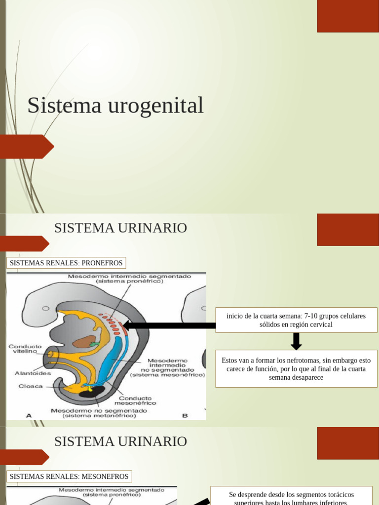 Capitulo 16 Sistema Urogenital | PDF | Riñón | Sistema urinario